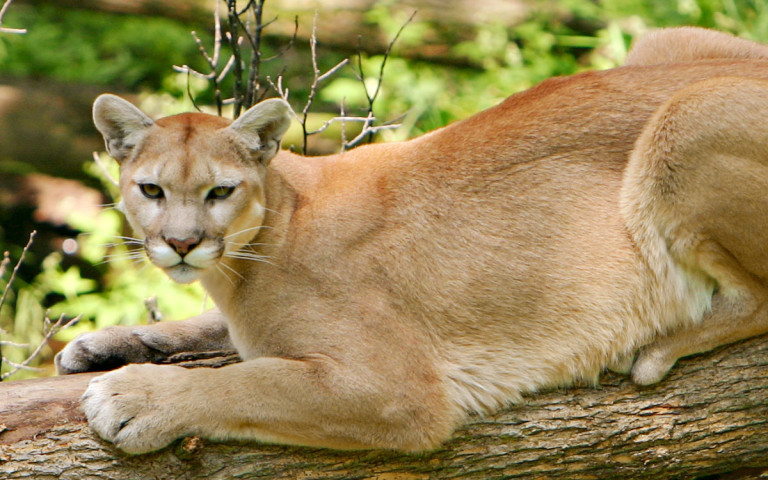 Wilde Begegnungen in Chicago & Illinois | Enjoy Illinois